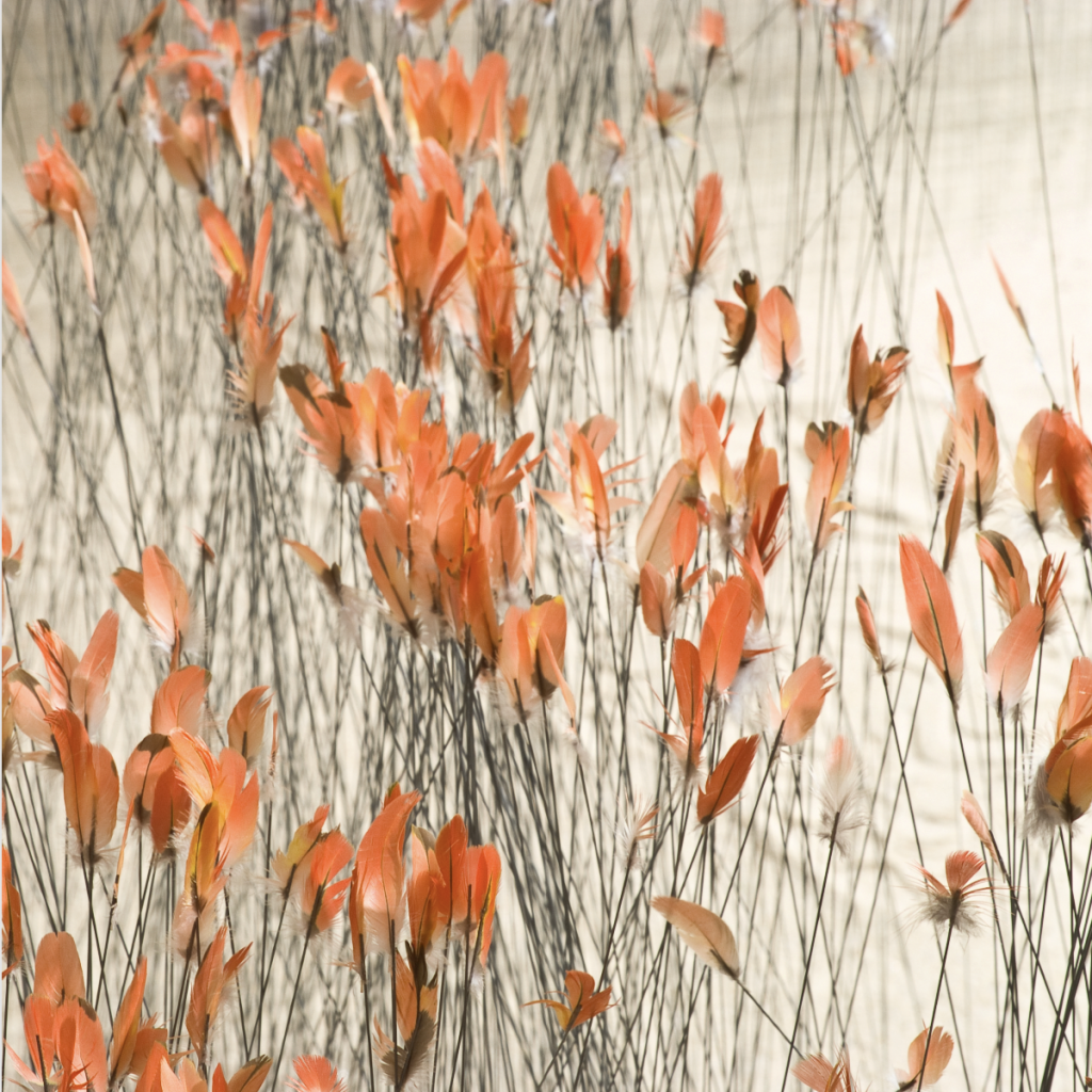 Maria Buchner » feather field - Maria Buchner